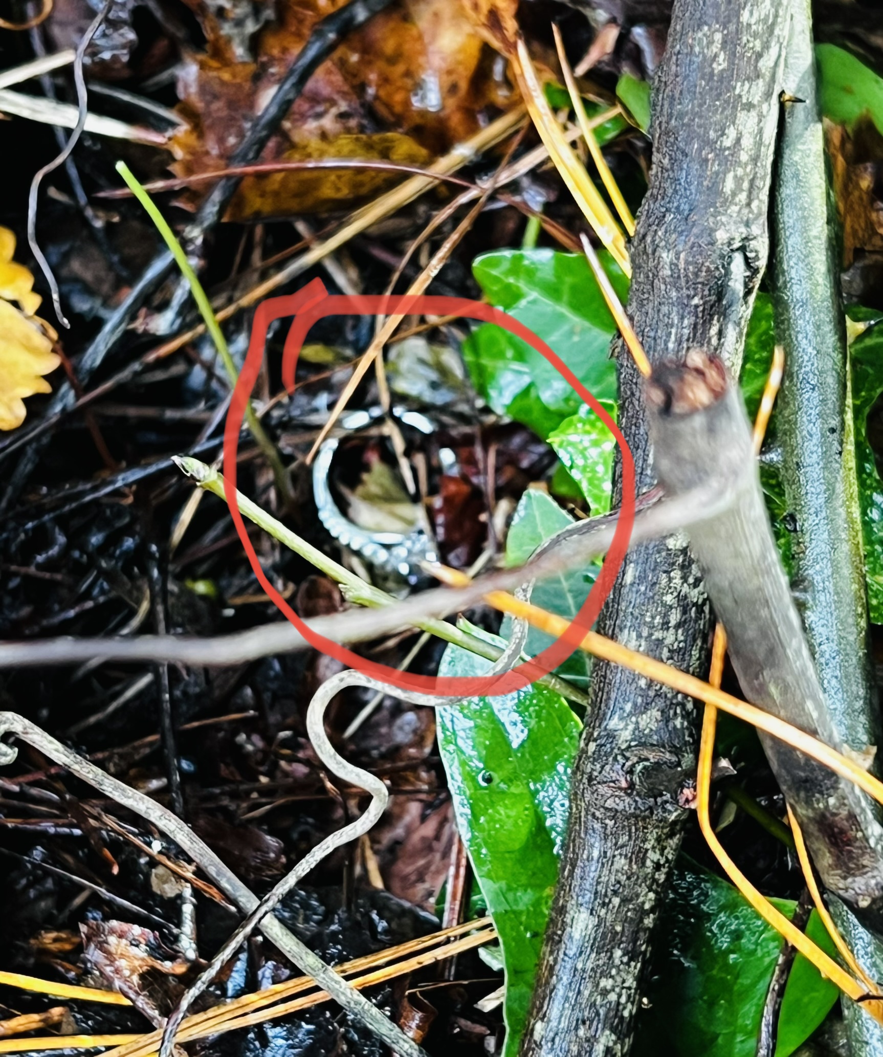 A Little Tiff Sends Her White Gold Engagement Ring Over the Fence ...