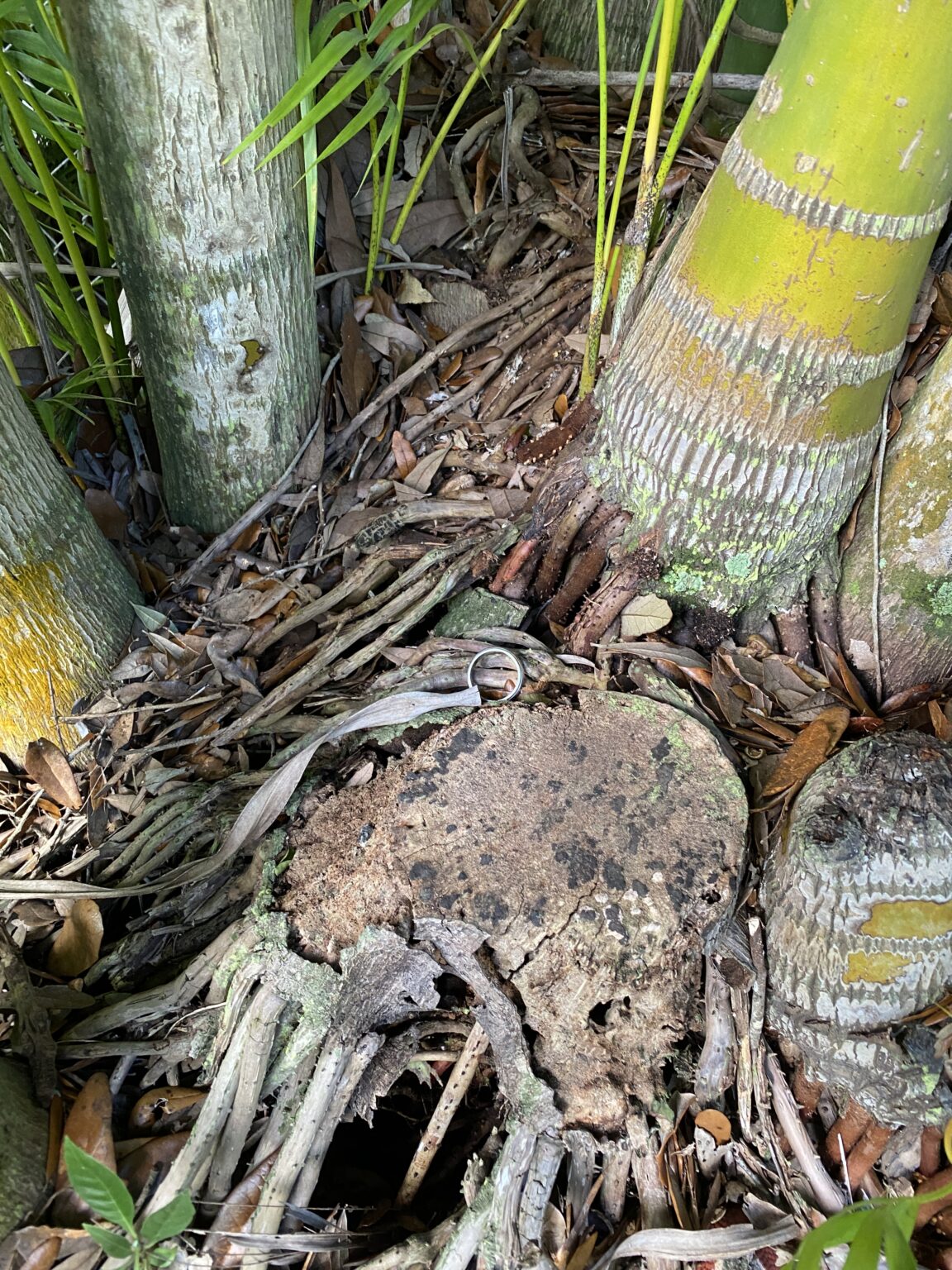 How to find a Lost ring in your backyard?